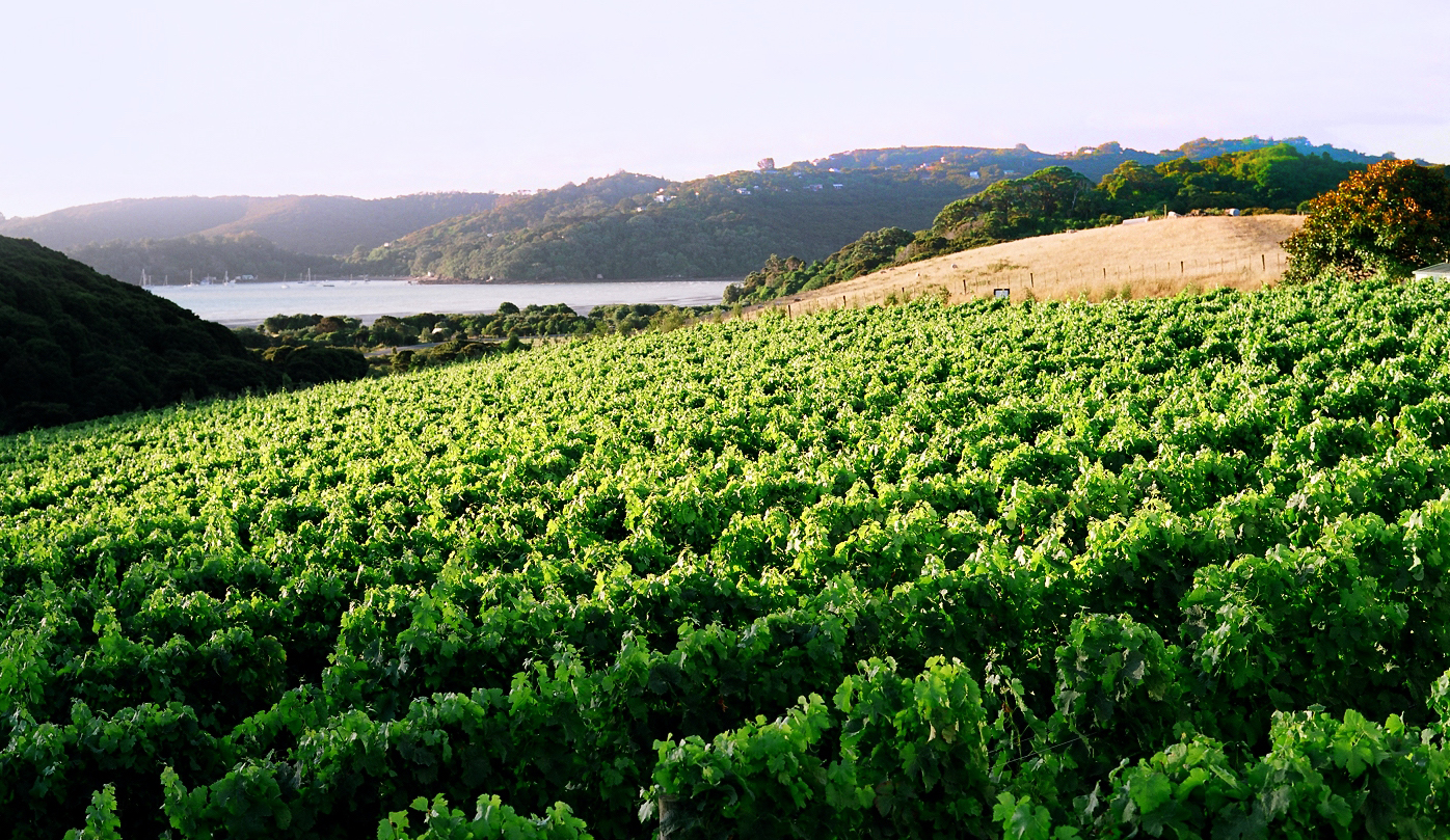 Auckland Wine And Vineyard Experiences – Landmarks